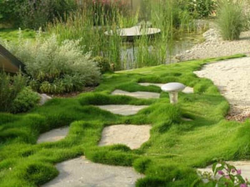 Pelouse et gazon en plaque : ID BERMUDA et Gazon Zoysia : livraison à ...